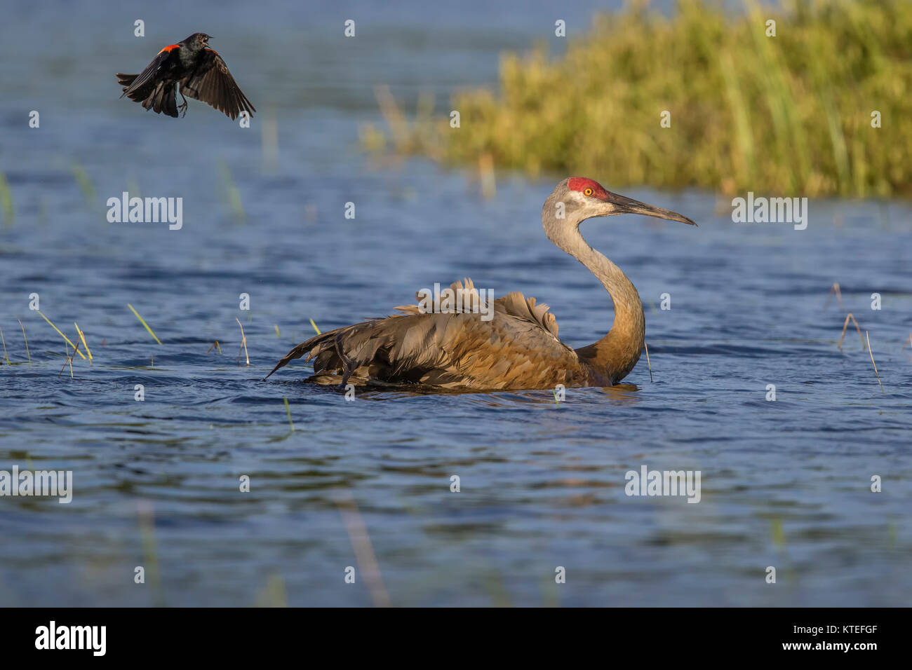 Red-winged blackbird attacking a sandhill crane Stock Photo - Alamy