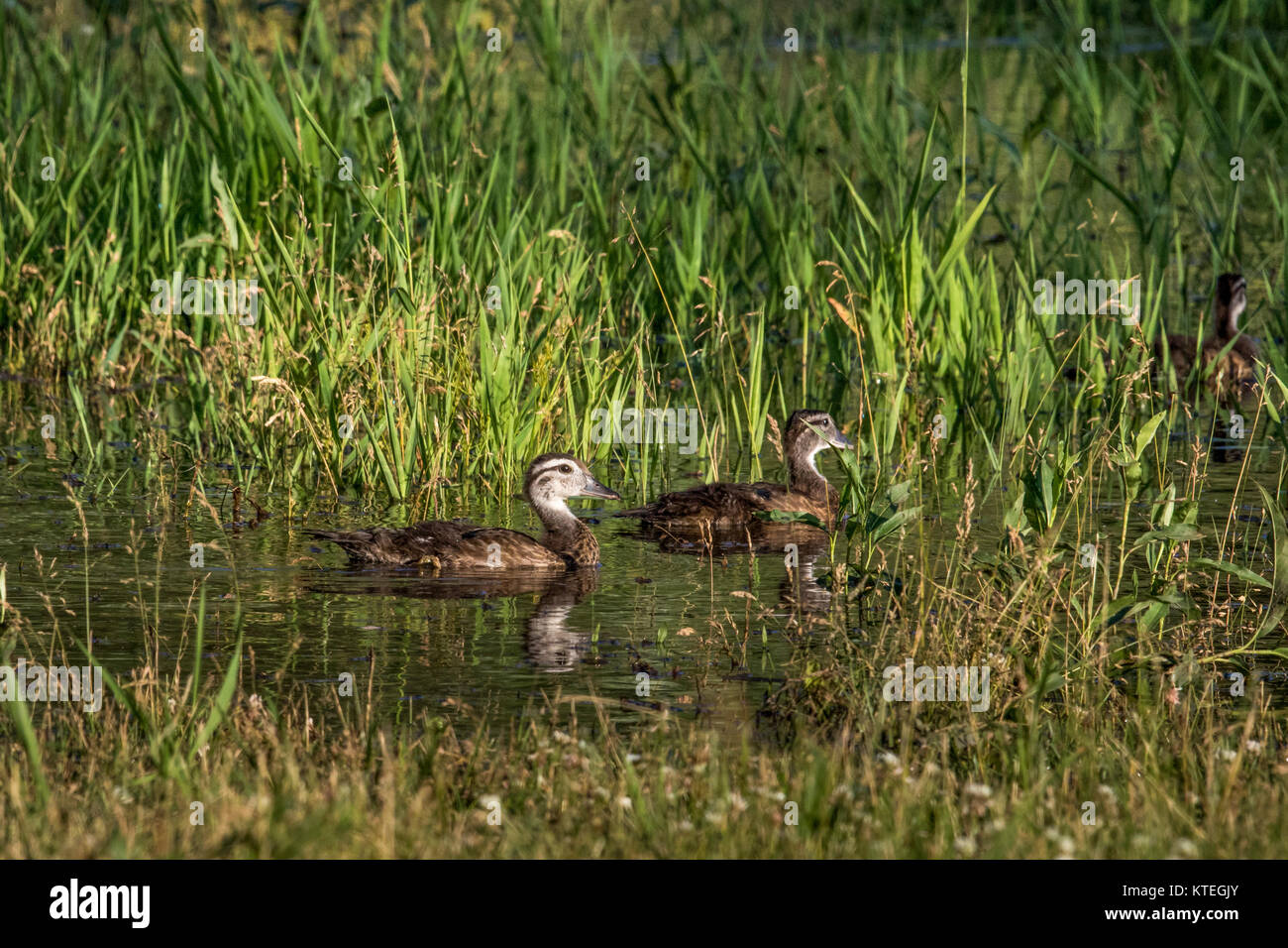 Immature wood duck hi-res stock photography and images - Alamy