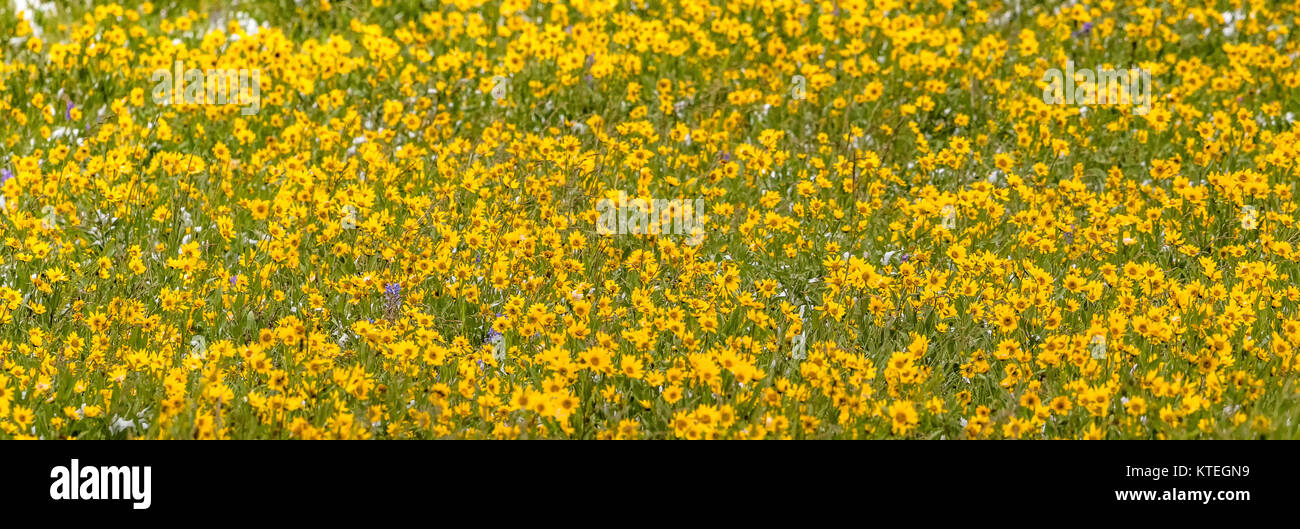 July field of wildflowers and snow in Yellowstone National Park Stock ...