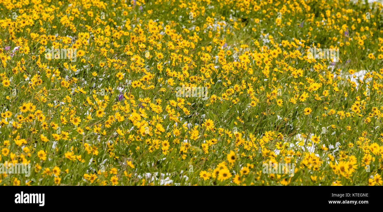 July field of wildflowers and snow in Yellowstone National Park Stock ...