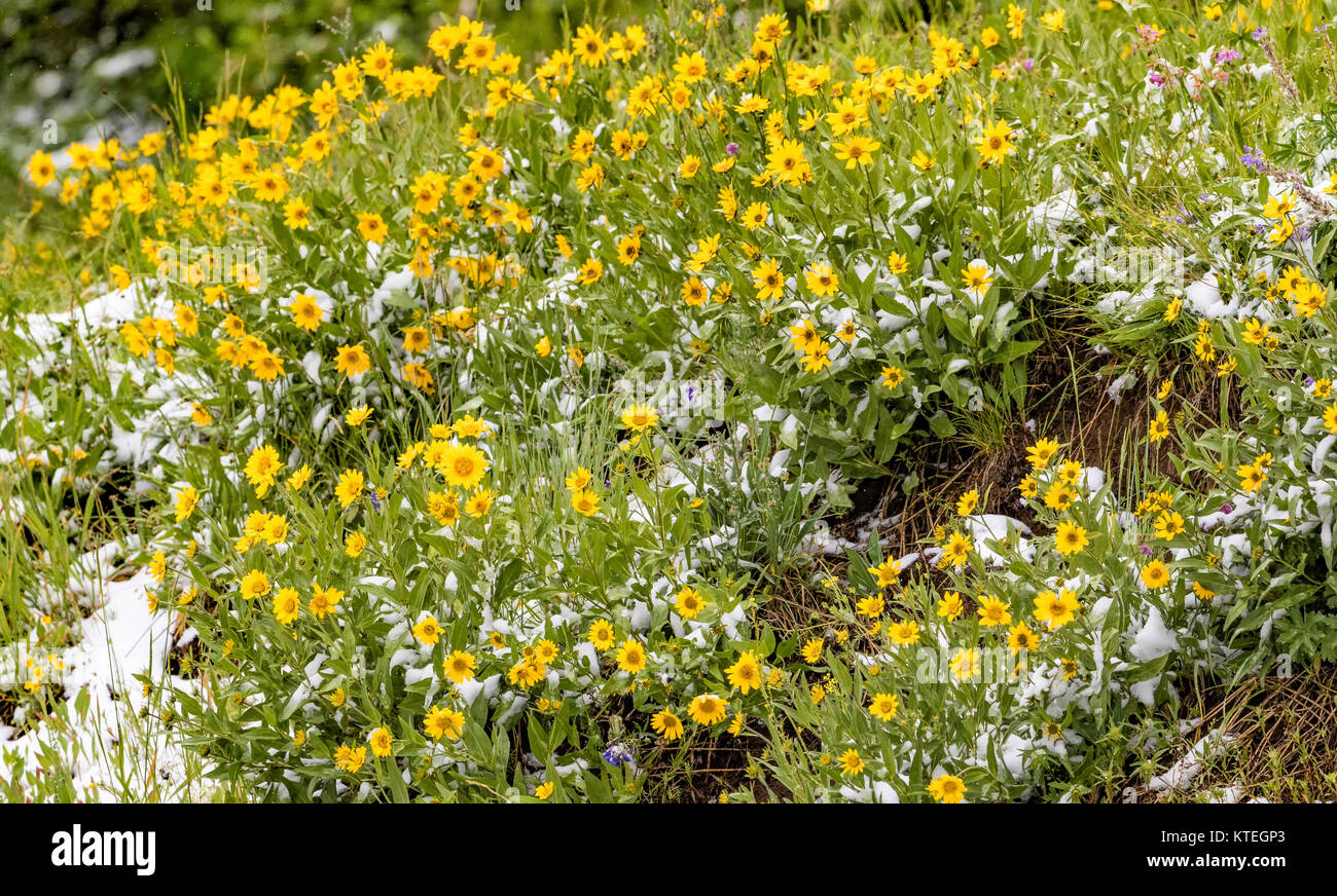 July field of wildflowers and snow in Yellowstone National Park Stock ...