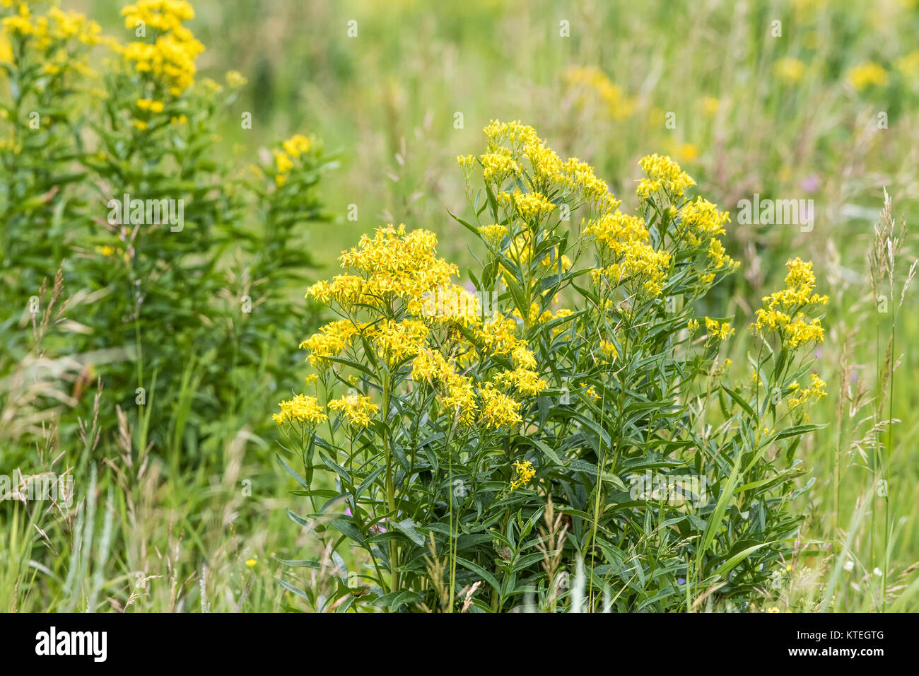 Western groundsel in Yellowstone National Park Stock Photo - Alamy