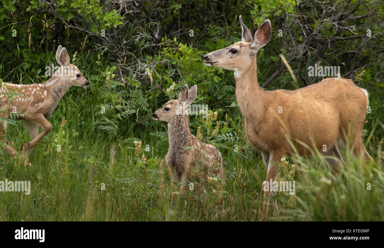 Mule deer in Yellowstone National Park Stock Photo - Alamy