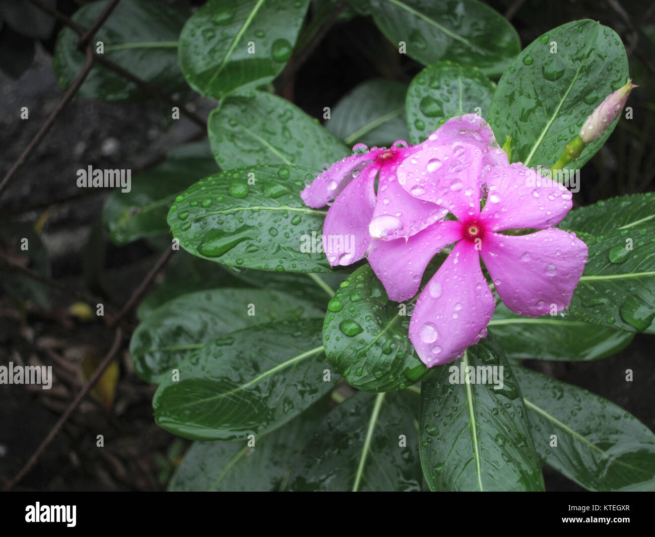 Catharanthus roseus, commonly known as the Madagascar periwinkle, rose ...
