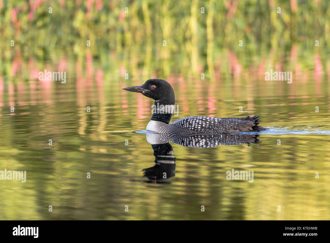 Common loon swimming in a northern Wisconsin lake Stock Photo - Alamy