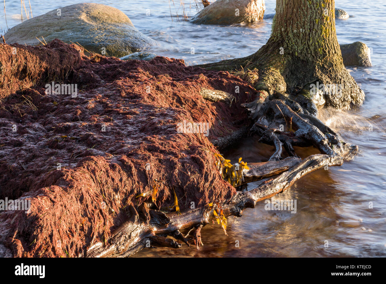 Hard winds and flooding has piled seaweed on the shore. Tree roots ...