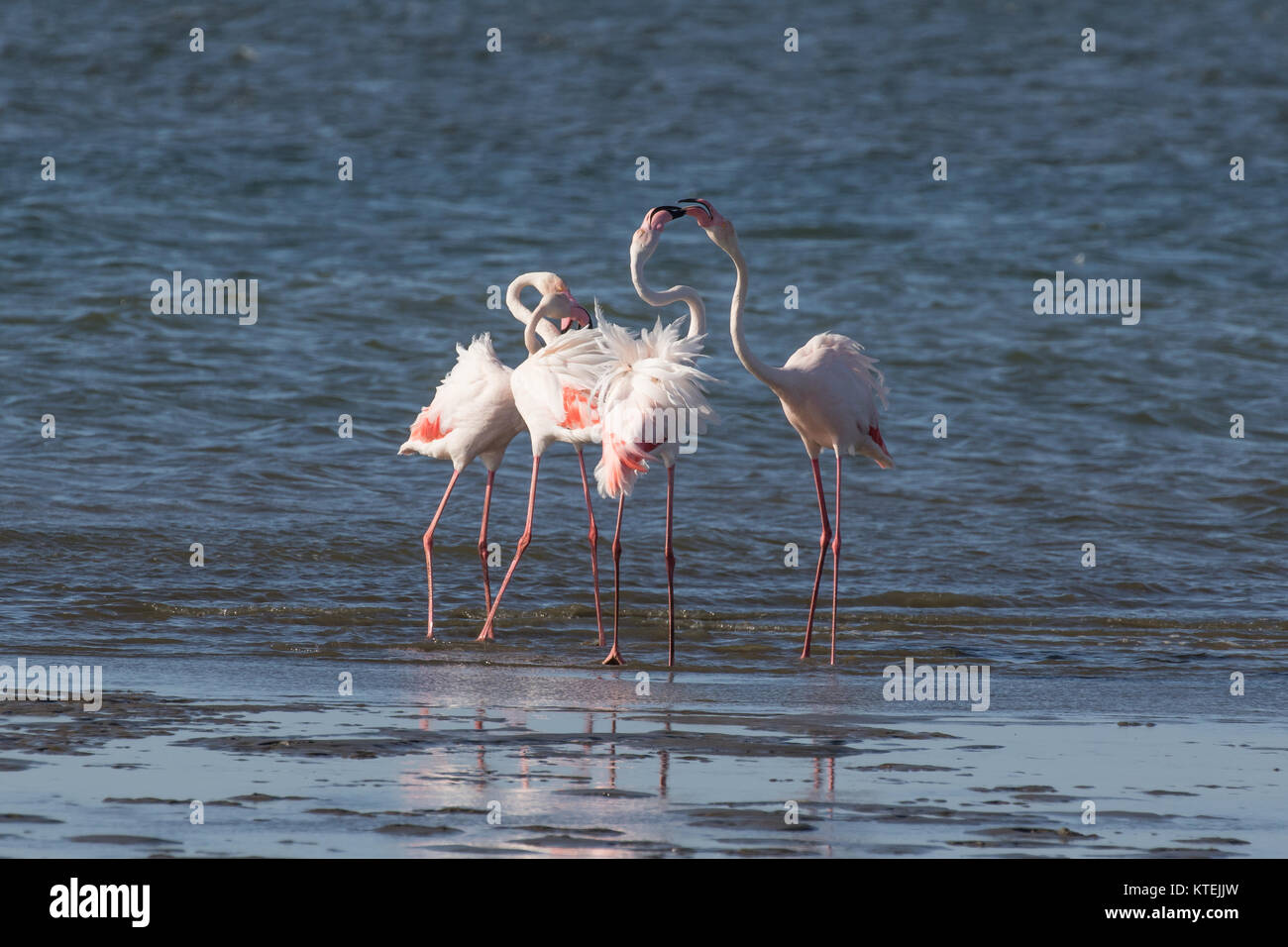 A group of greater flamingos head-flagging at the Walvis Bay Lagoon ...