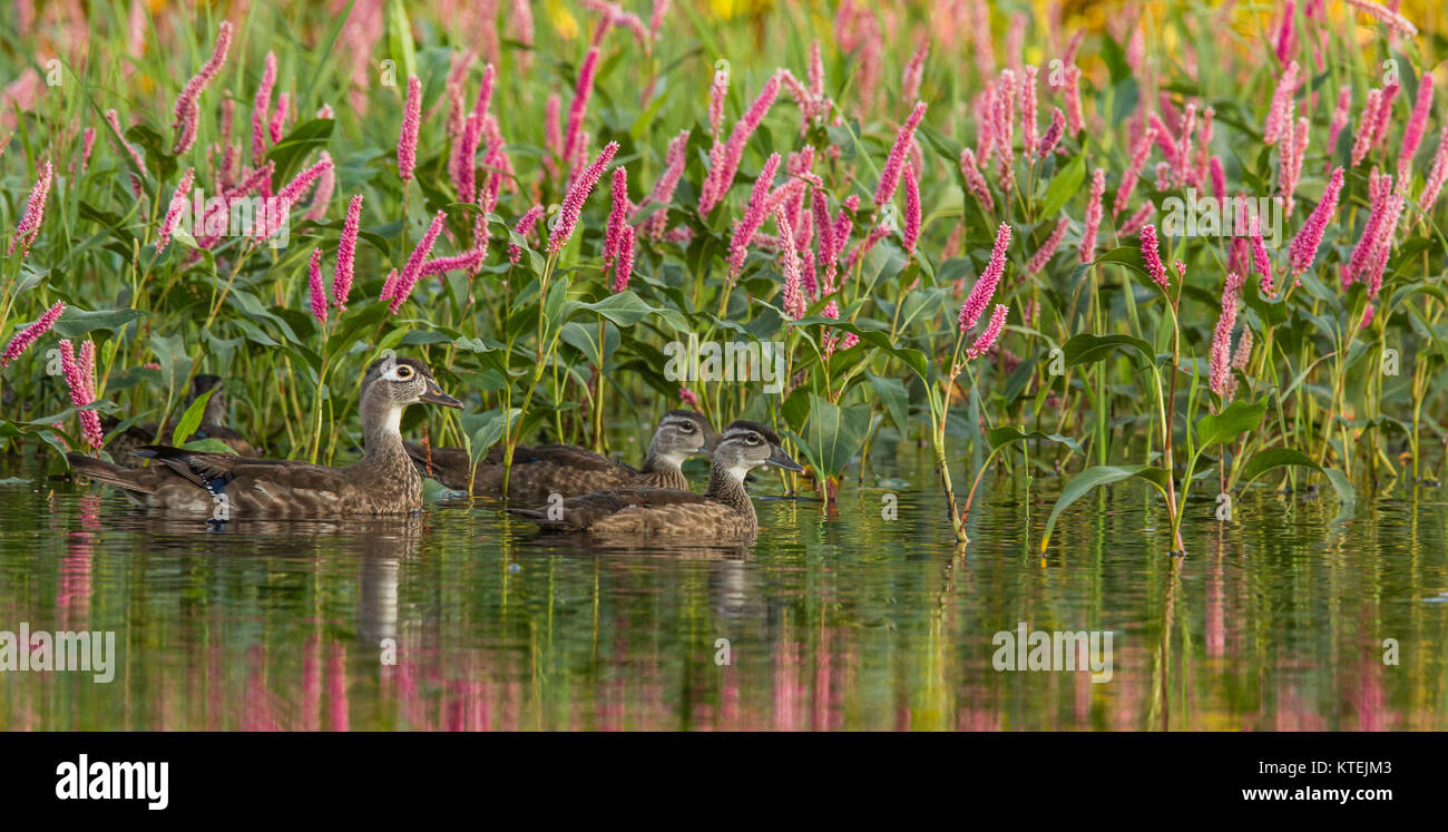Smart duck hi-res stock photography and images - Alamy