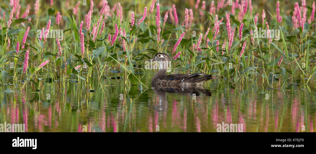 Smartweed hi-res stock photography and images - Alamy