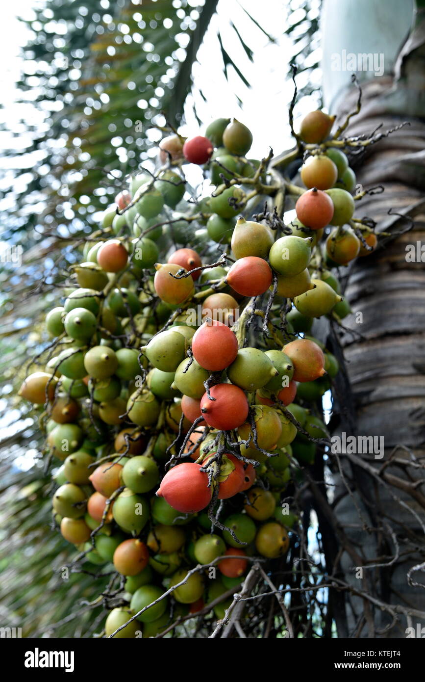 Areca Nuts on the trees, Calamba city, Laguna, Philippines Stock Photo ...