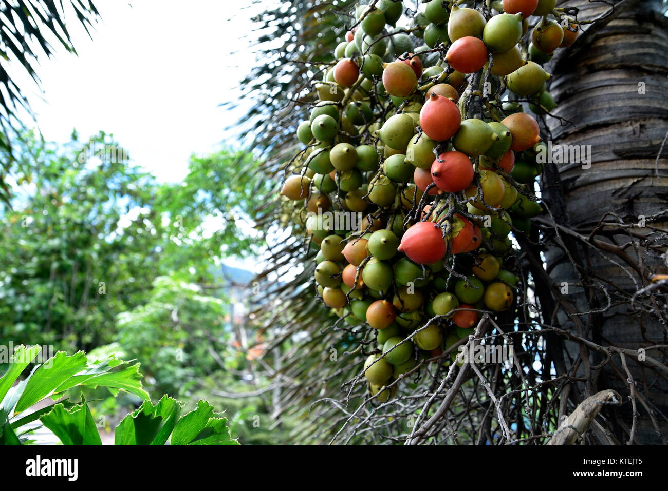 Areca Nuts on the trees, Calamba city, Laguna, Philippines Stock Photo ...