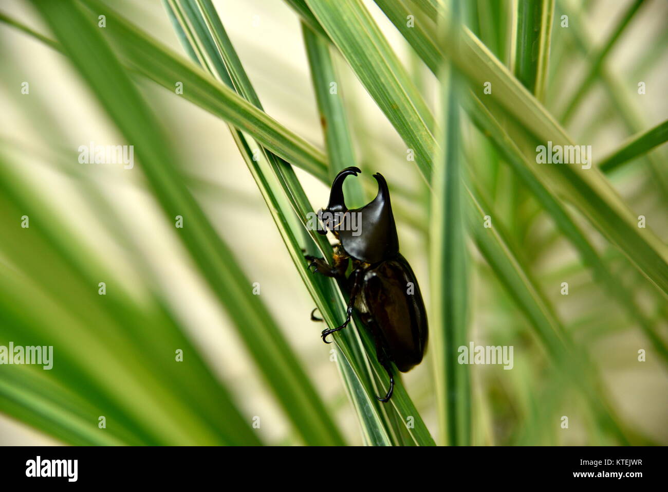Close-up horn nosed beetle on the tree, Philippines Stock Photo - Alamy