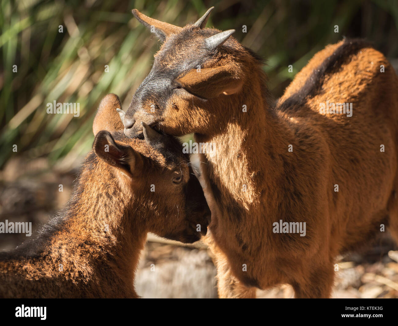 Two brown domestic goats hi-res stock photography and images - Alamy