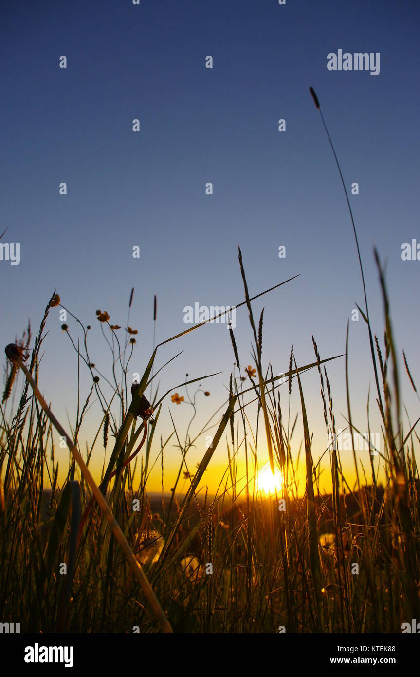 Flower field sunrise hi-res stock photography and images - Alamy