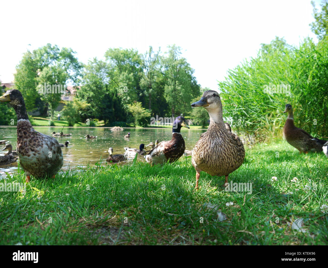 Funny duck hi-res stock photography and images - Alamy