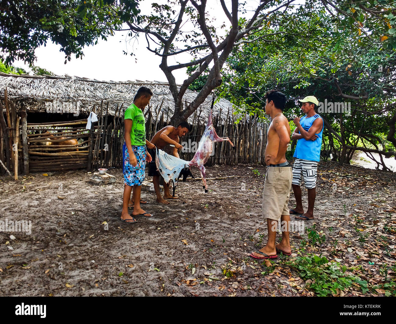 Goat slaughter hi-res stock photography and images - Alamy