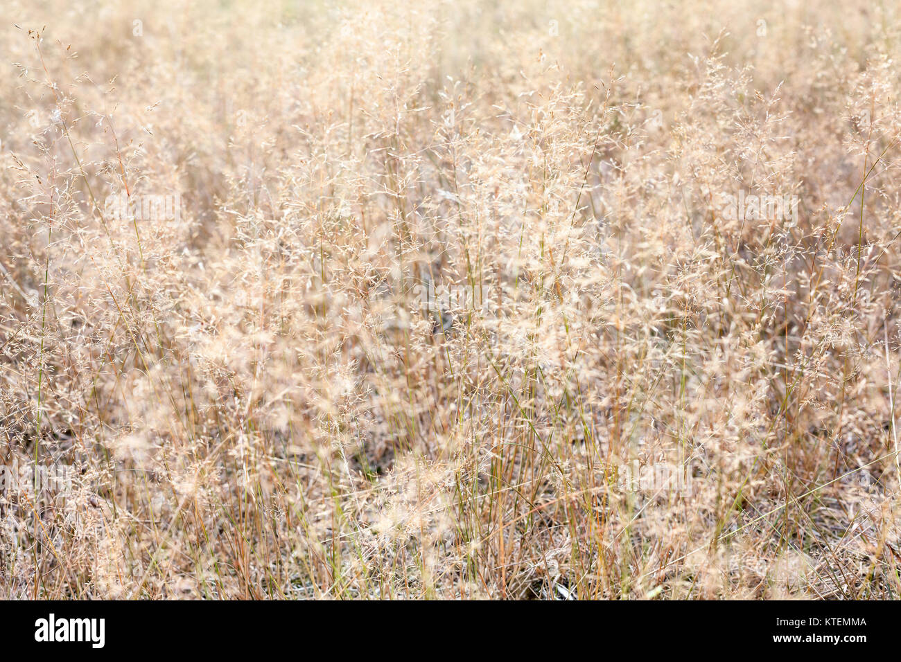 Background image of dry brown grass on field Stock Photo - Alamy