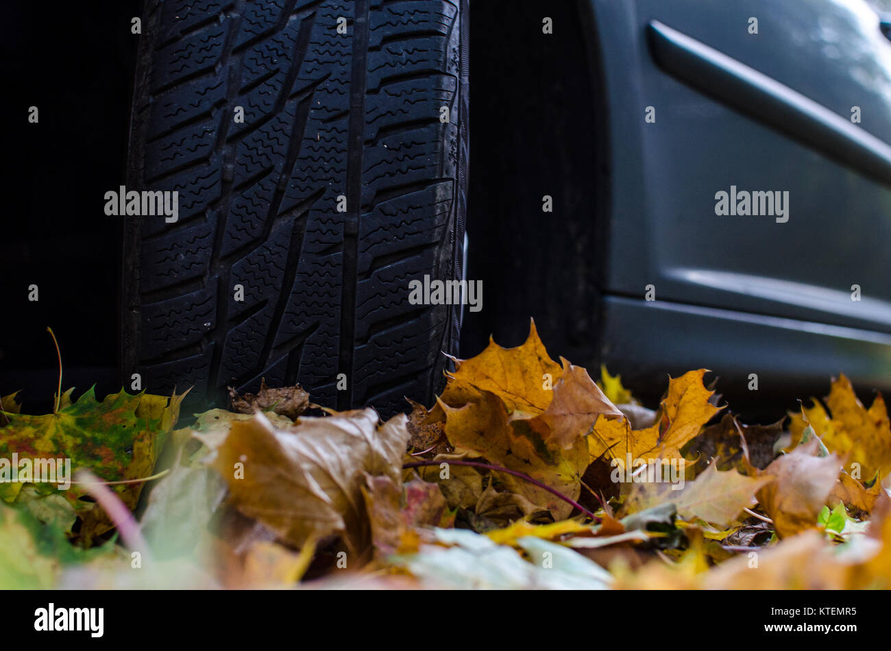 Car and tires in autumn color leaves Stock Photo - Alamy