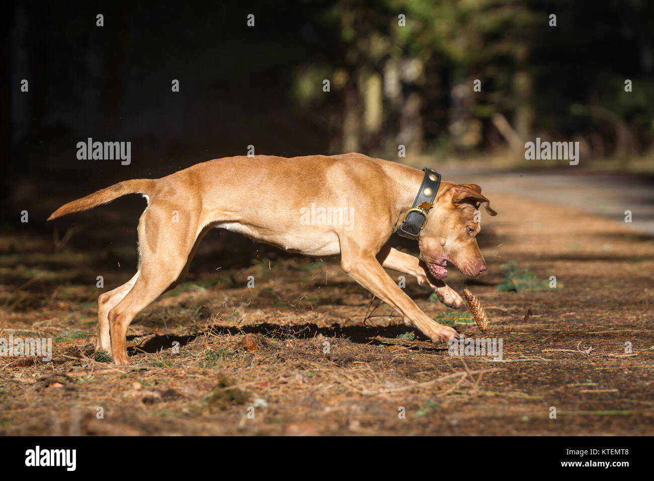 Working Pit Bulldog running on a sunny autumn day Stock Photo - Alamy