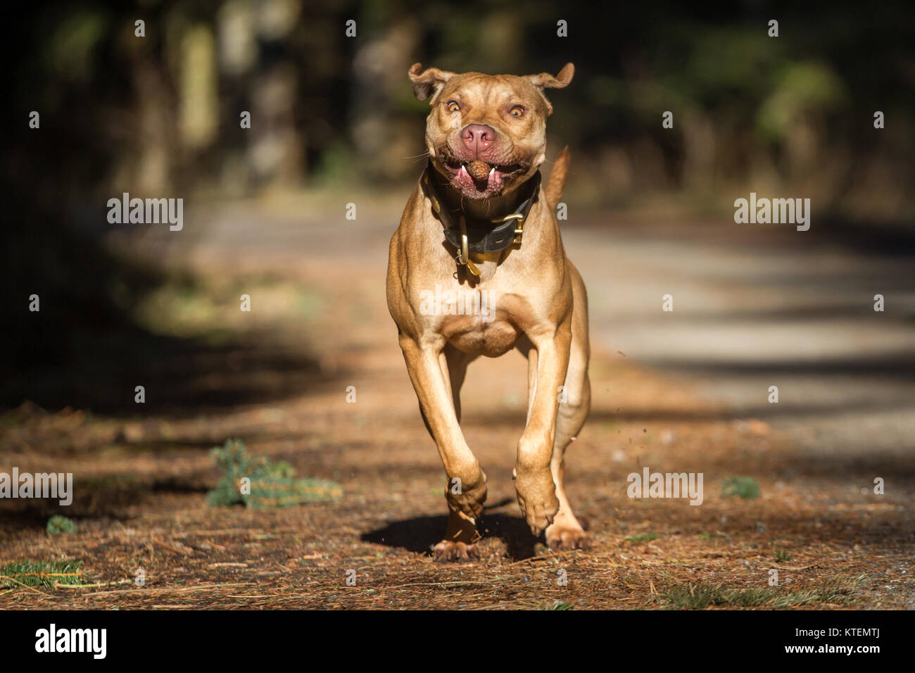 Adult pit bull hi-res stock photography and images - Alamy