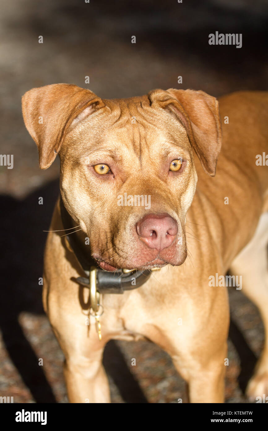 Pit bull autumn hi-res stock photography and images - Alamy