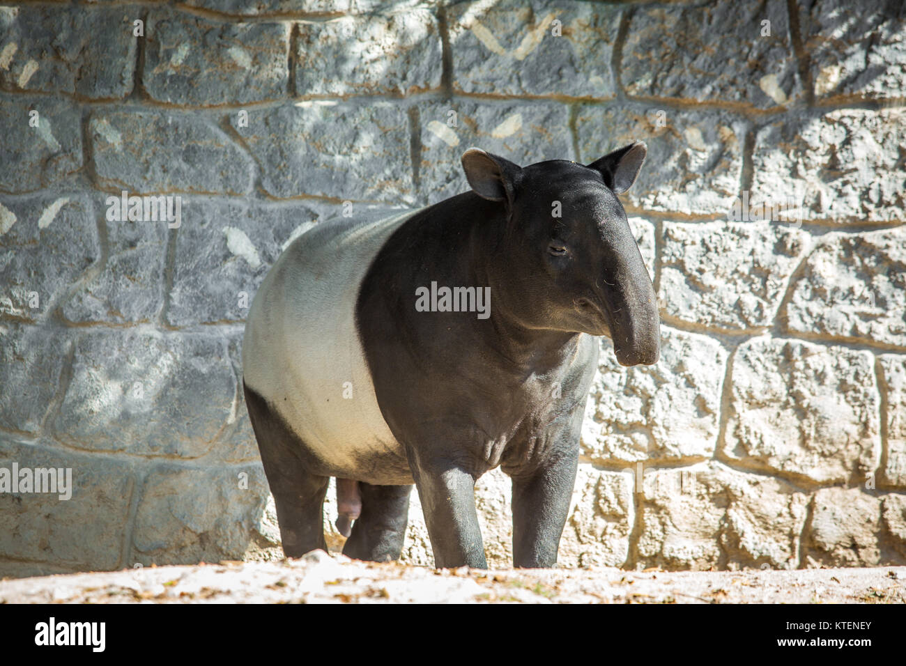Black And White Tapir High Resolution Stock Photography and Images - Alamy