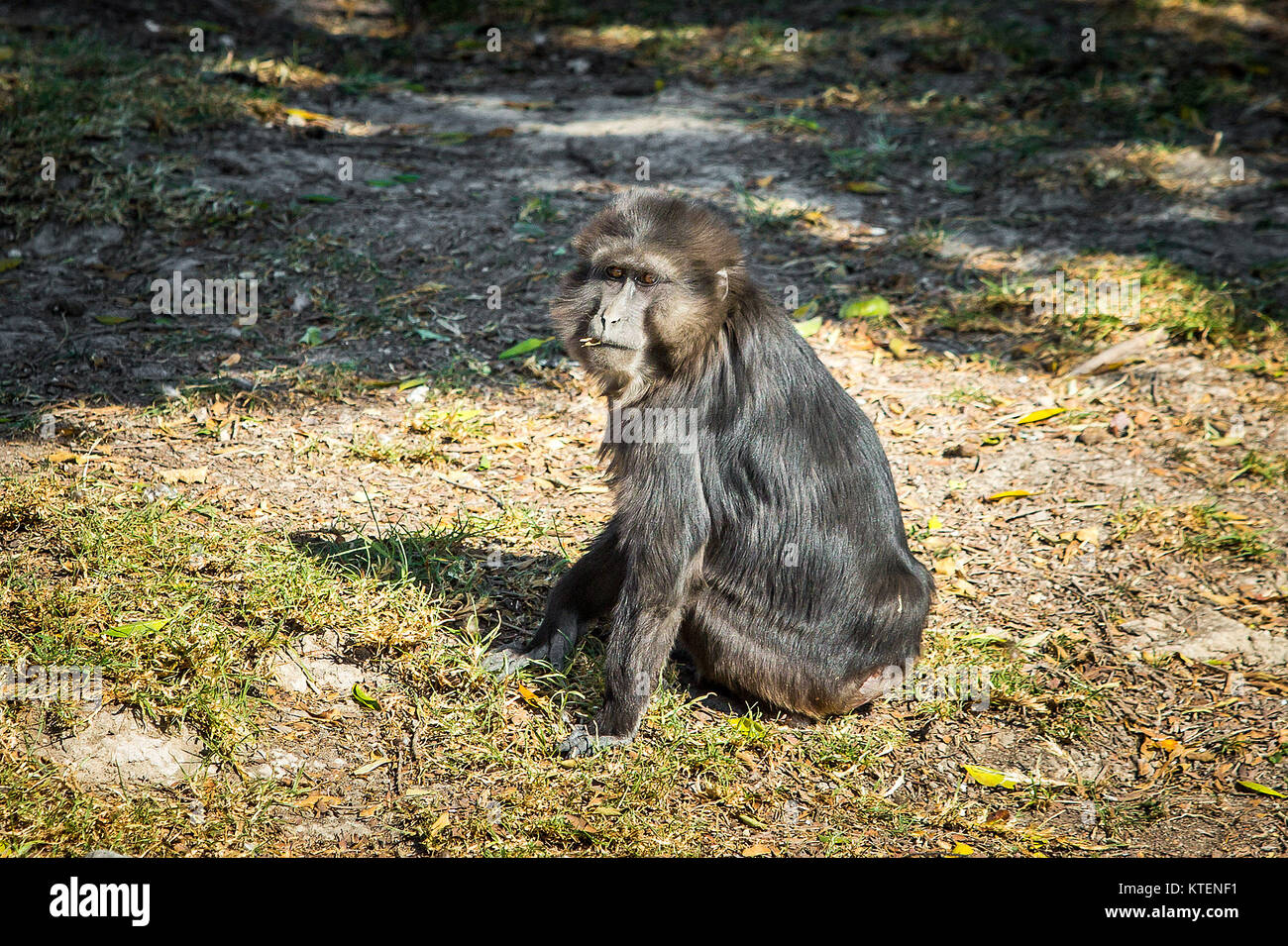 Black monkey looking at you on the ground Stock Photo - Alamy