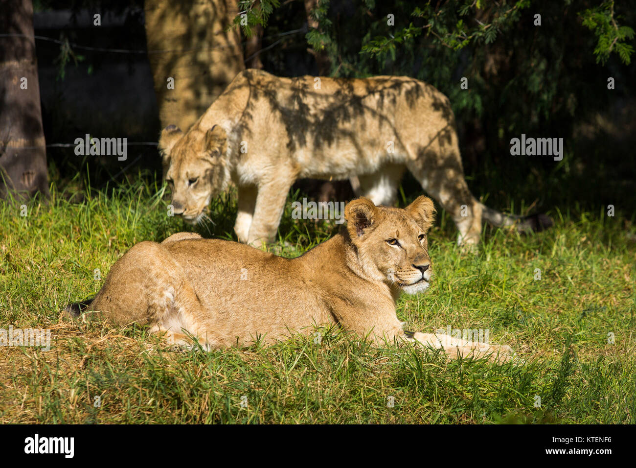Young lions on the grass laying on a summer day Stock Photo - Alamy