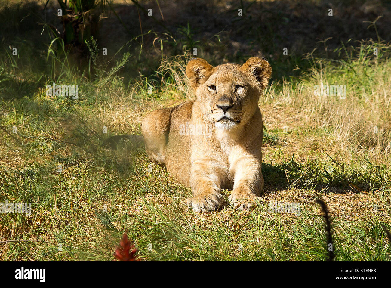 Single young lion lying on the grass Stock Photo - Alamy