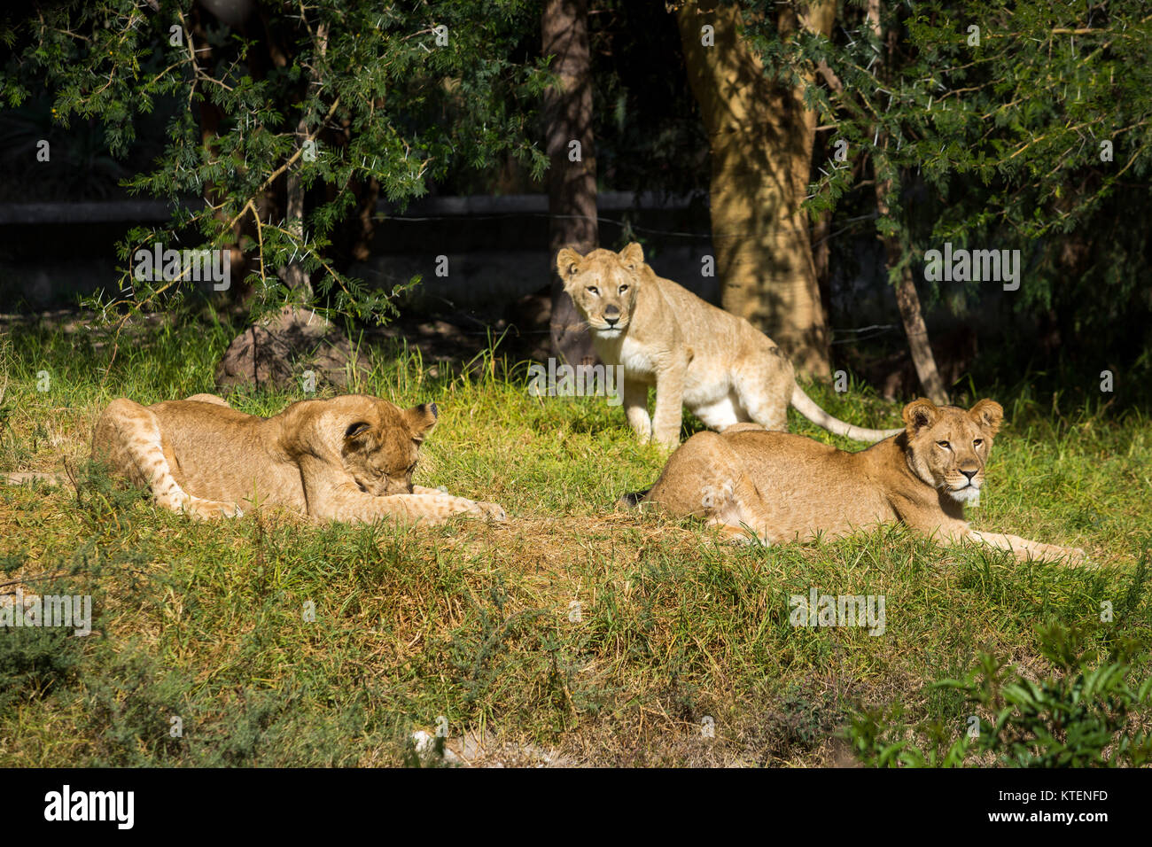 Young lions on the grass laying on a summer day Stock Photo - Alamy