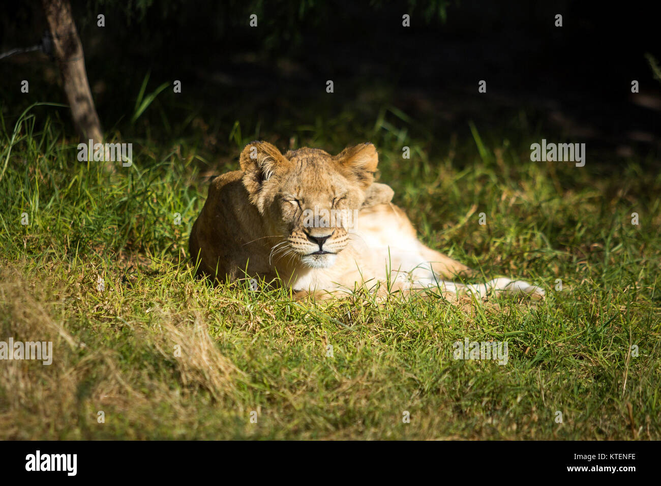 Single young lion lying on the grass Stock Photo - Alamy