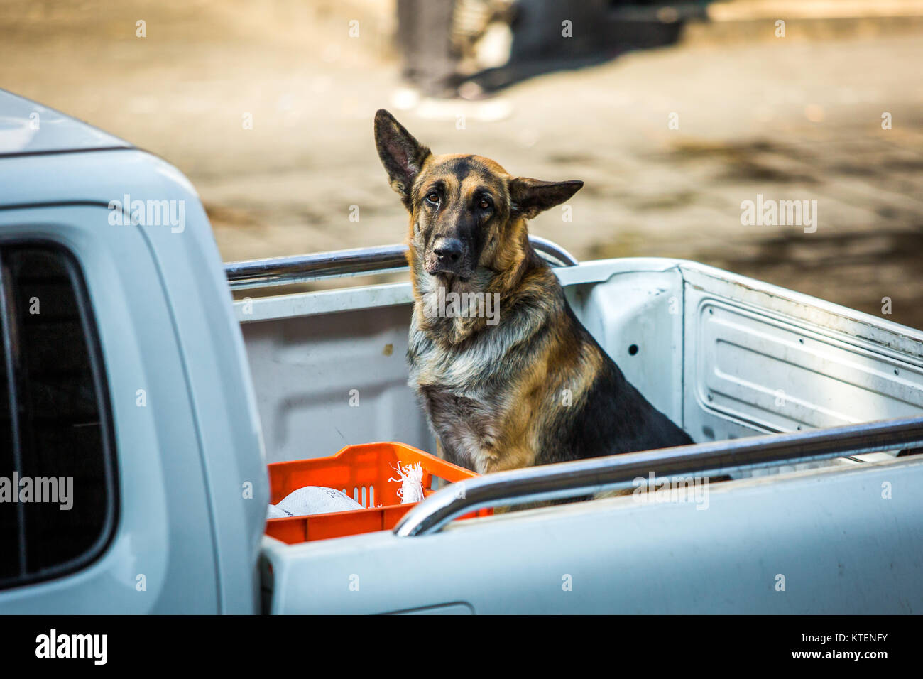 Sad German shepherd in the truck alone Stock Photo - Alamy