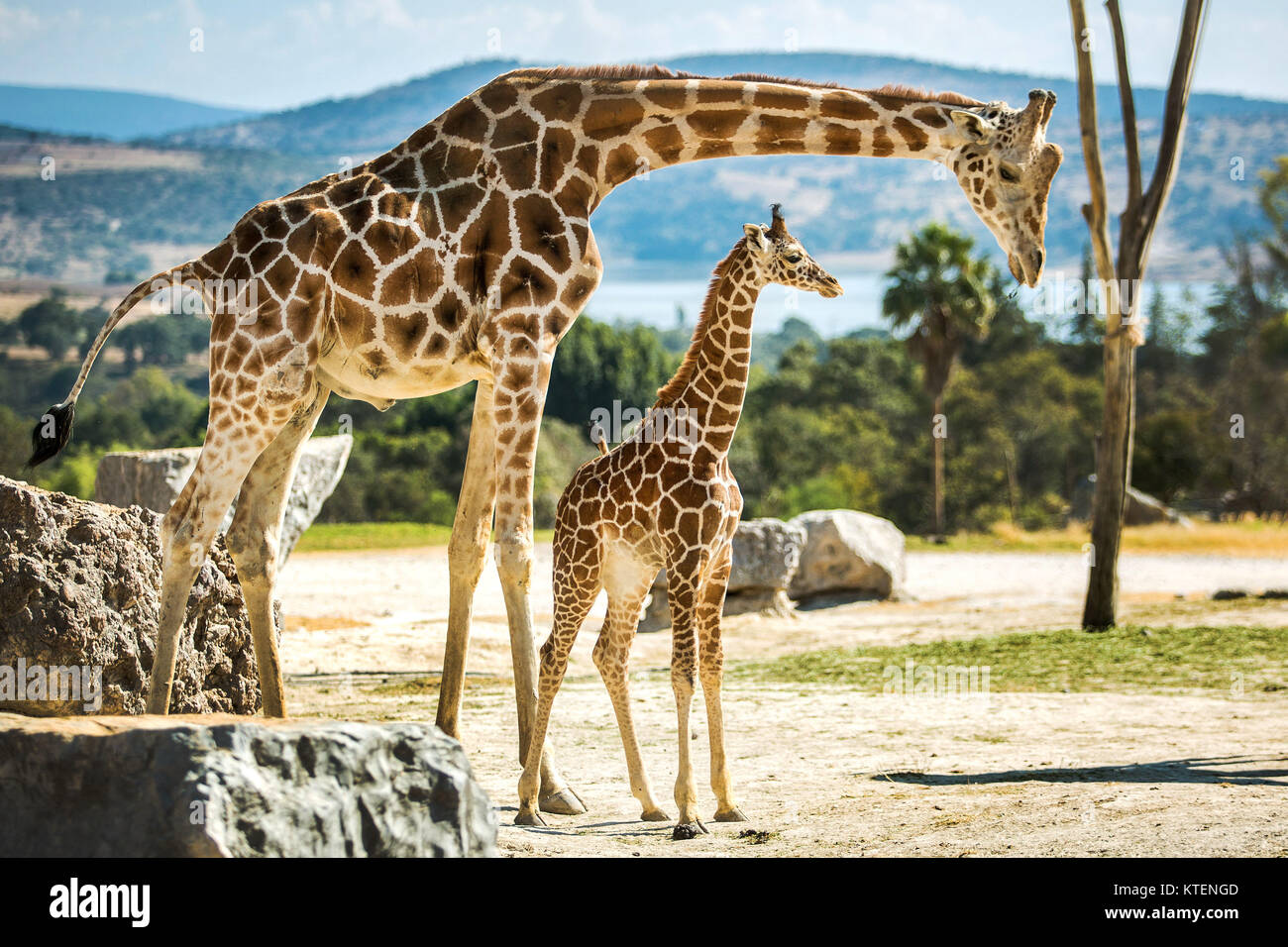 Giraffe family hi-res stock photography and images - Alamy