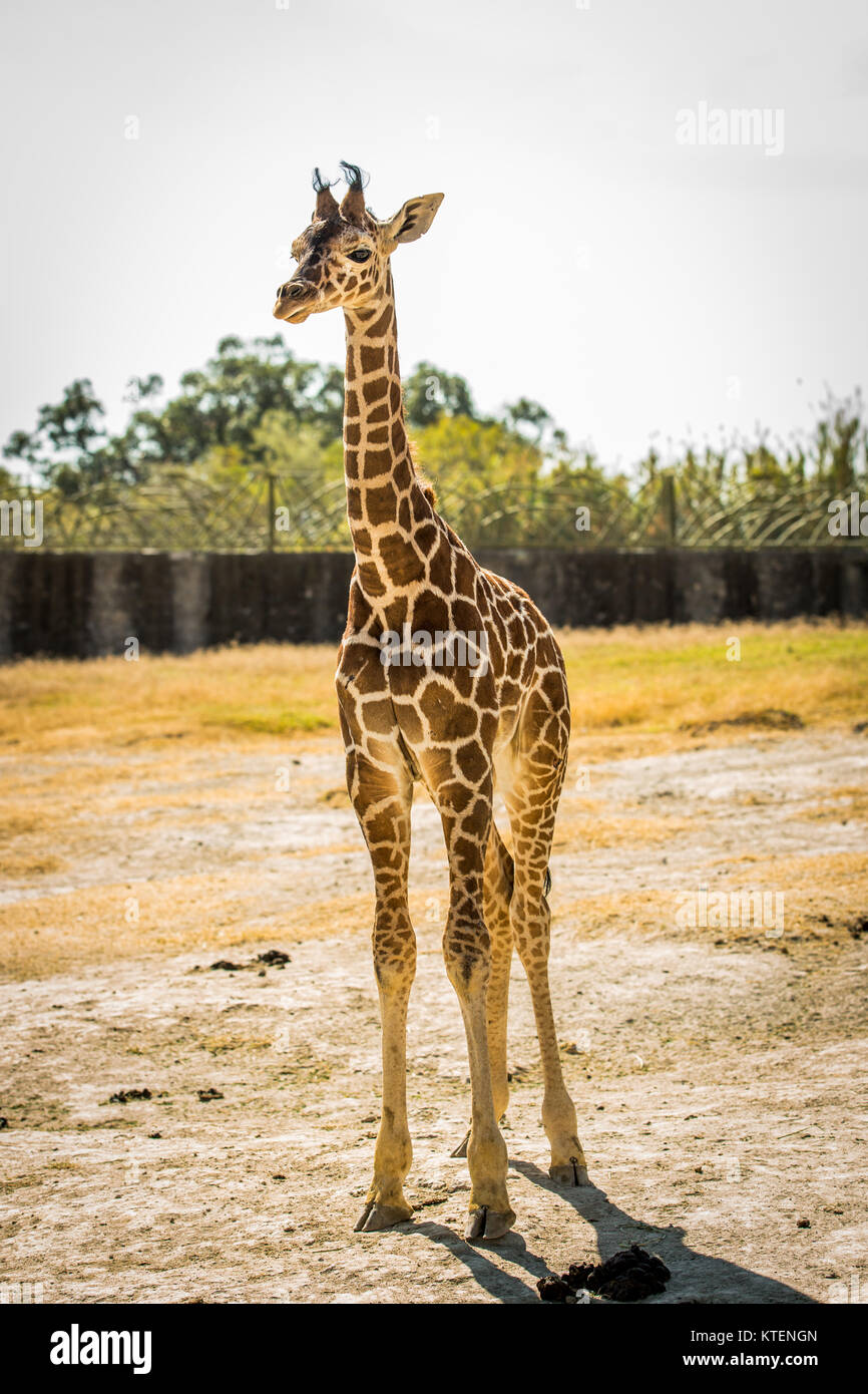 Yong baby giraffe looking at the camera Stock Photo - Alamy