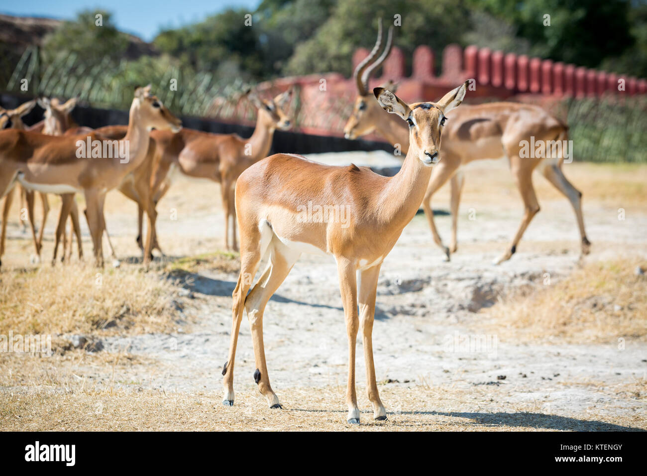 Beautiful gazelle hi-res stock photography and images - Alamy
