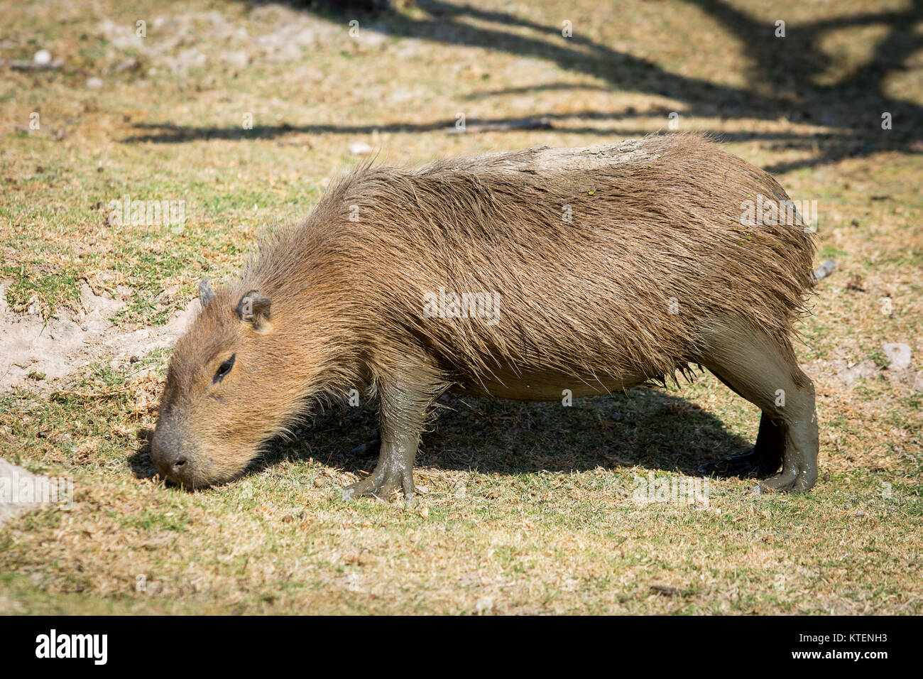 Capybara on the grass hi-res stock photography and images - Alamy