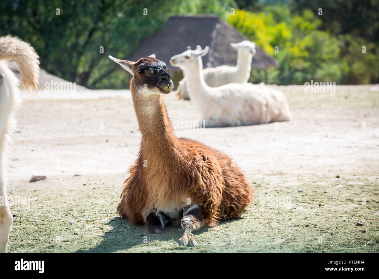 Beautiful lama sitting on the ground outdoor Stock Photo - Alamy
