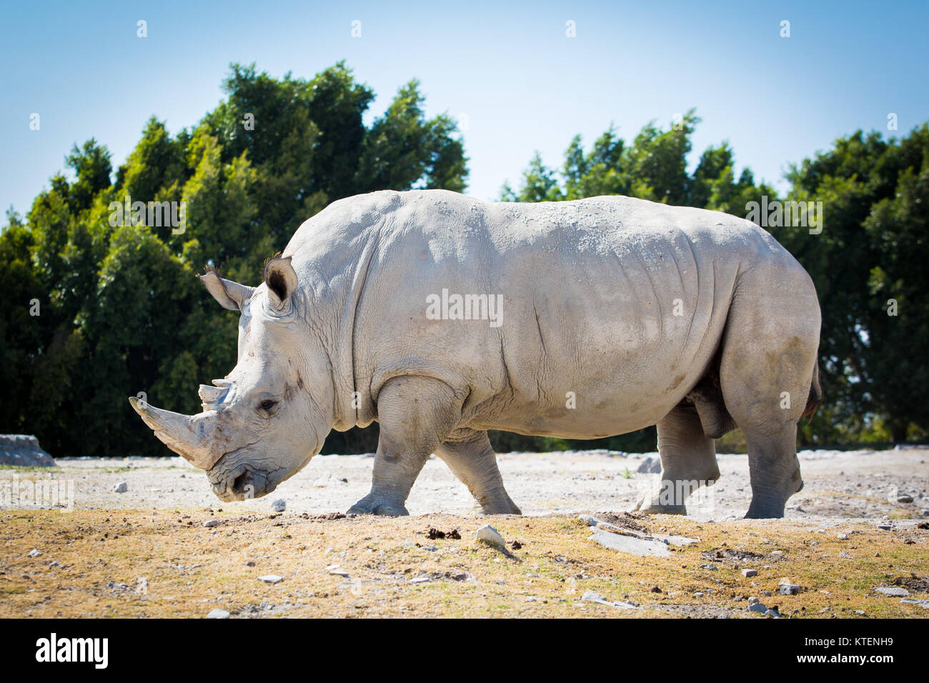 Big white rhino on the ground walking Stock Photo - Alamy