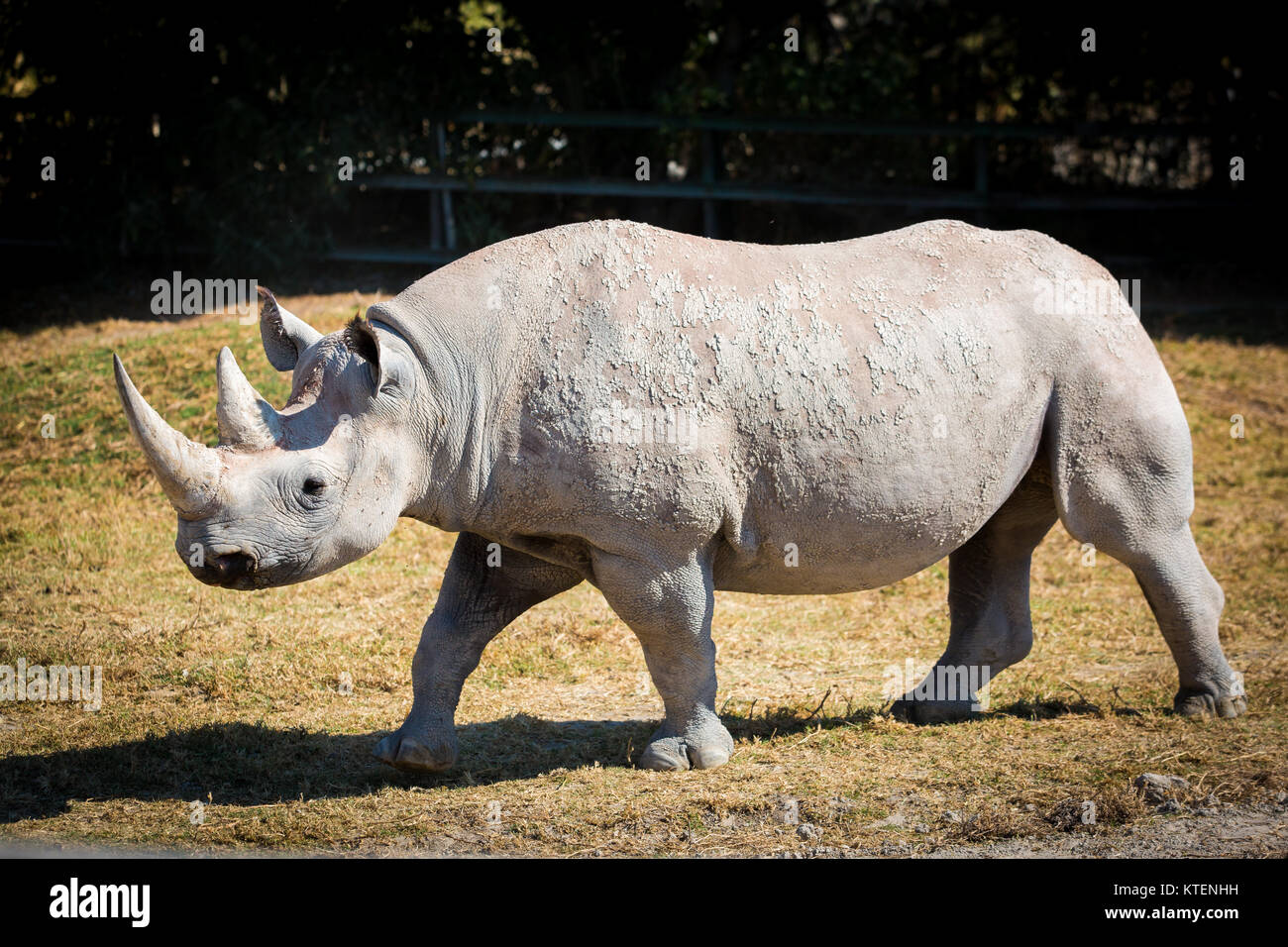Big white rhino on the ground walking Stock Photo - Alamy