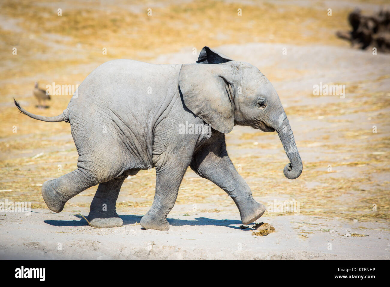 Baby elephant running sideways cute and small Stock Photo - Alamy