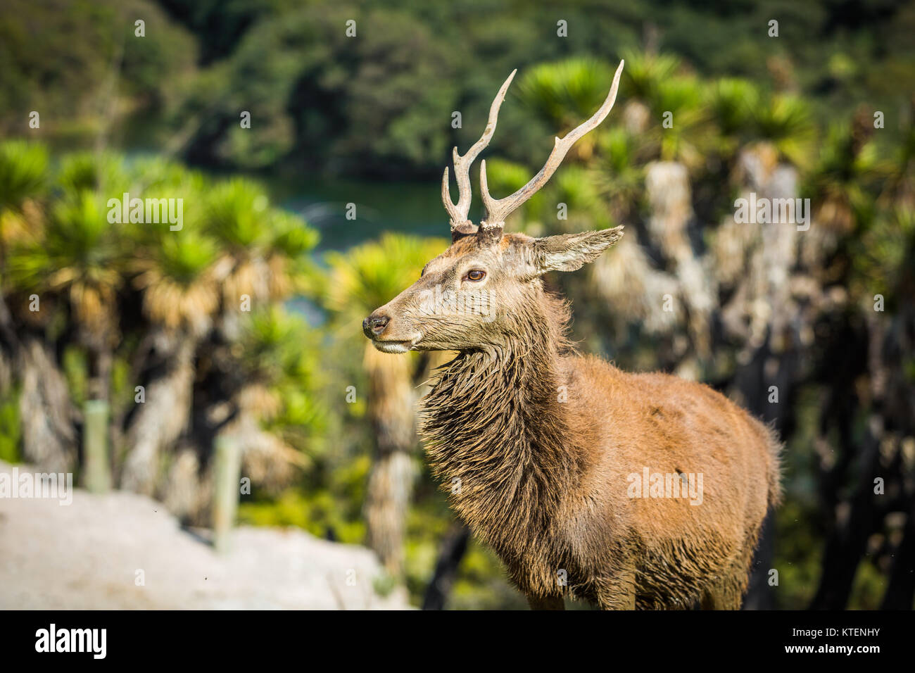 Beautiful male deer with horns in the wild Stock Photo - Alamy
