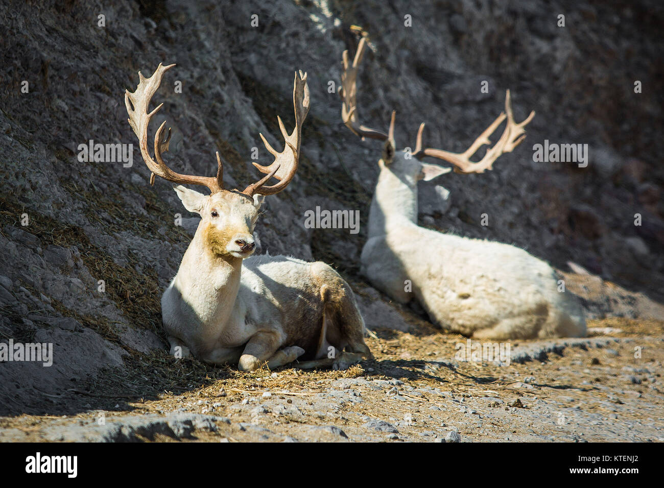 Horns in the wild hi-res stock photography and images - Alamy