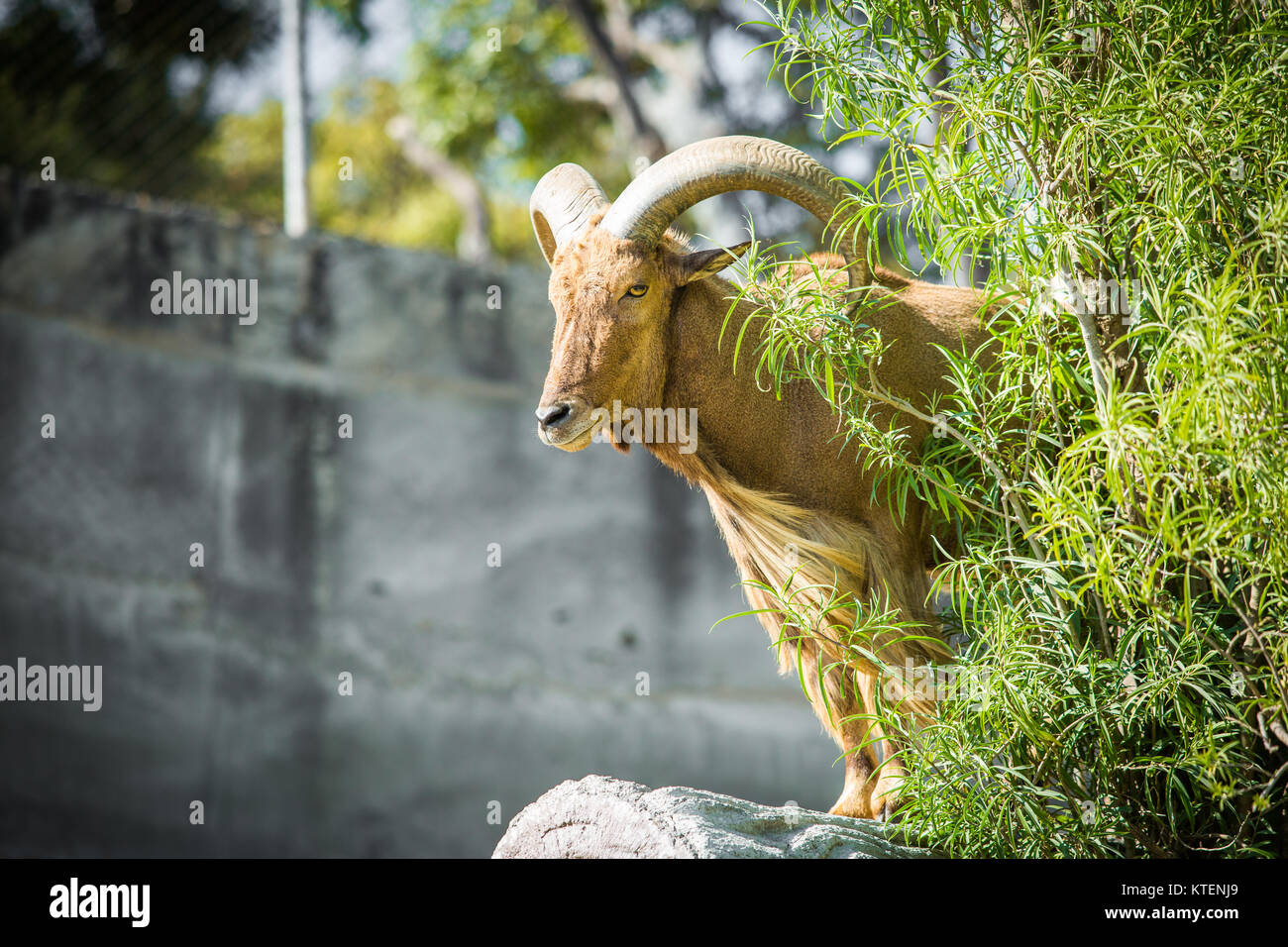 Staring at you goat hiding in the bush Stock Photo - Alamy