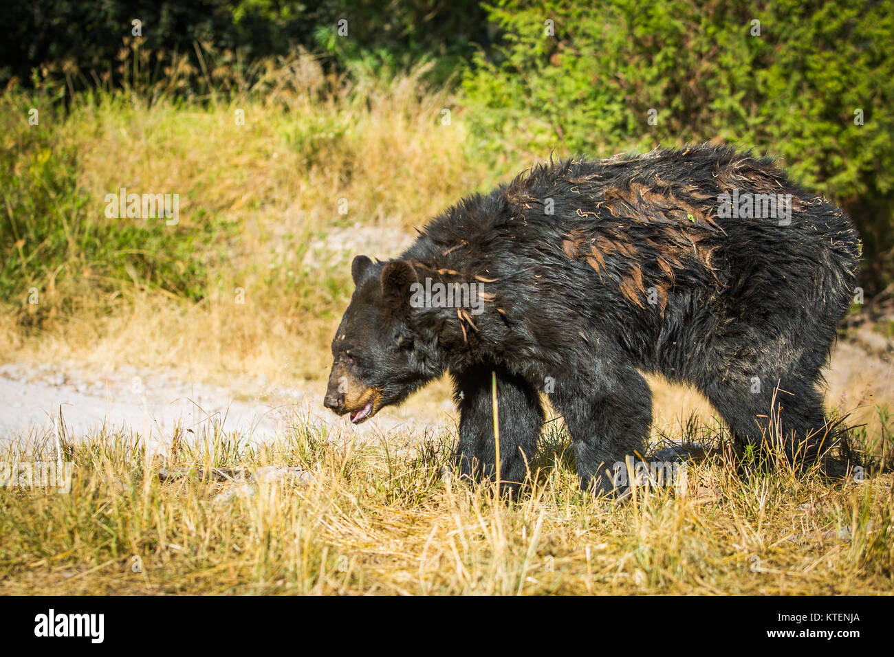 Big brown bear walking in the wild on the road Stock Photo - Alamy