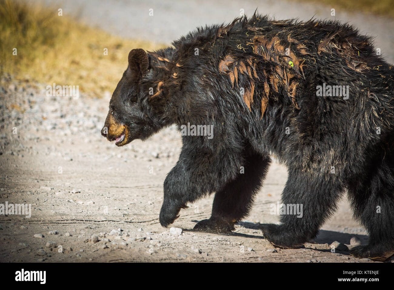 Big brown bear walking in the wild on the road Stock Photo - Alamy