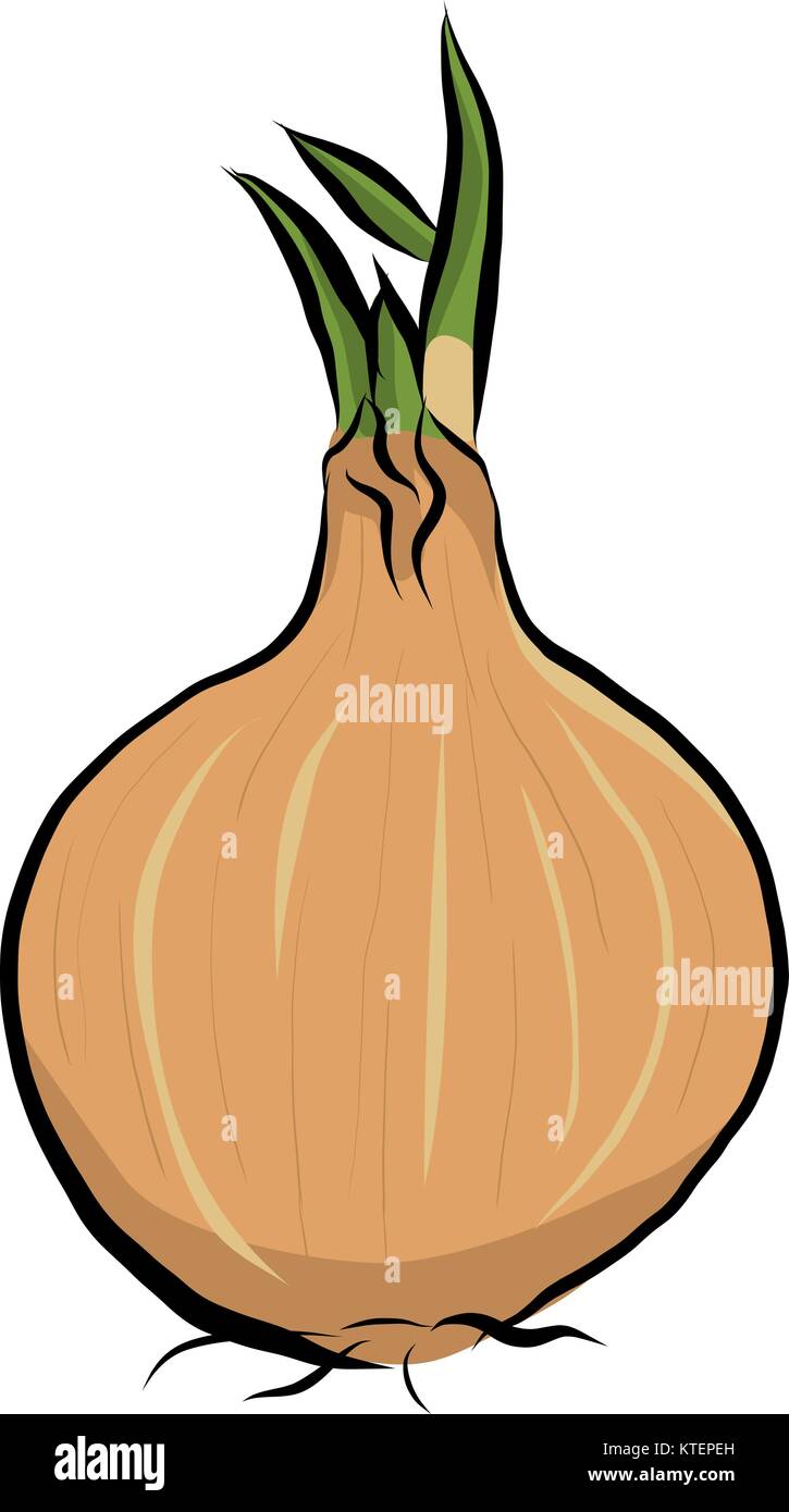 Hand drawn onion icon, vector Stock Vector Image & Art - Alamy