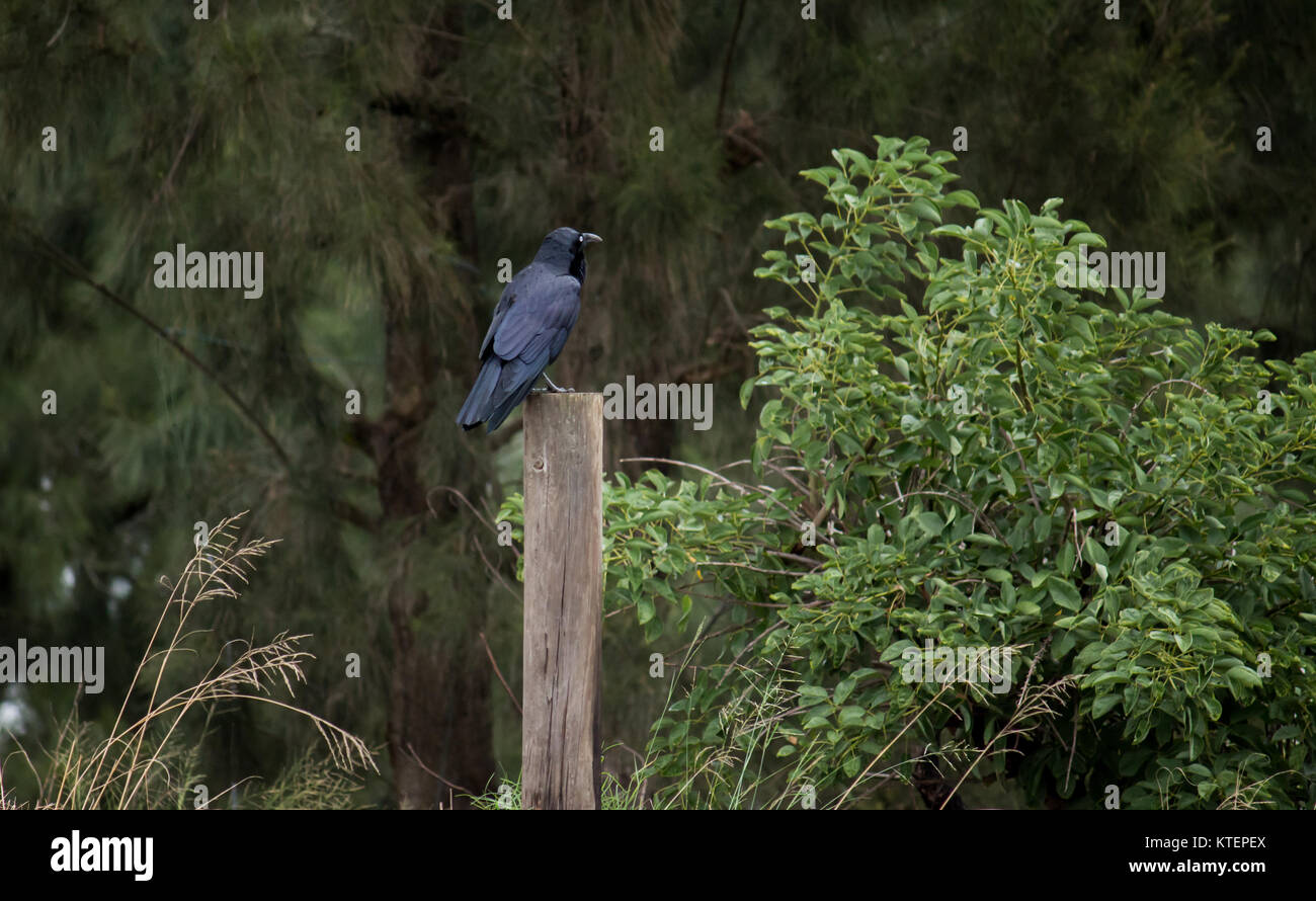Black single crow perched on wooden post with trees in background Stock ...