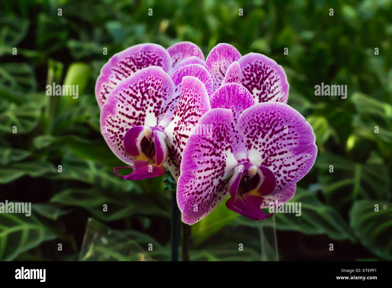 Purple cymbidium hi-res stock photography and images - Alamy
