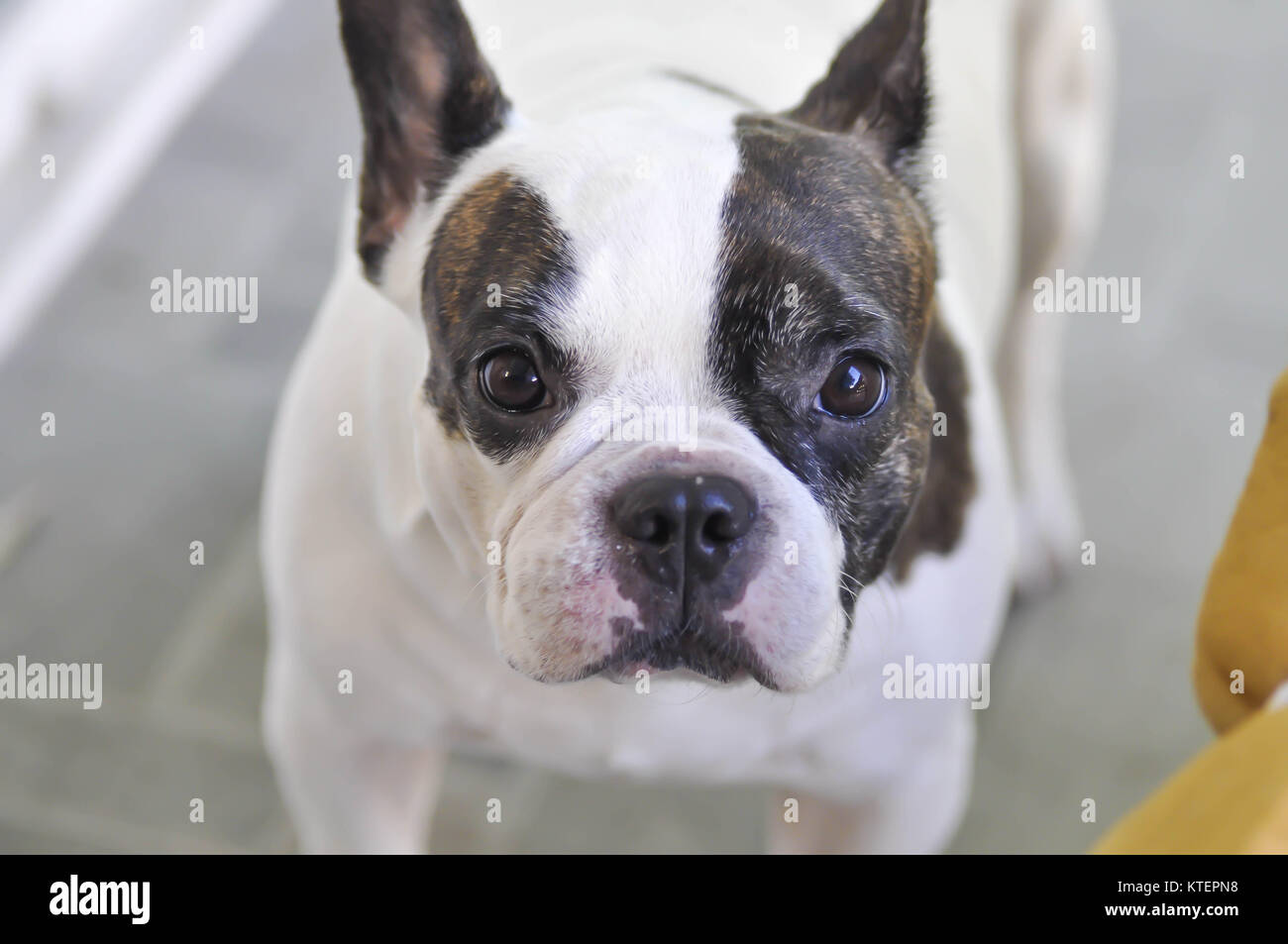 dog or French bulldog or staring dog Stock Photo - Alamy