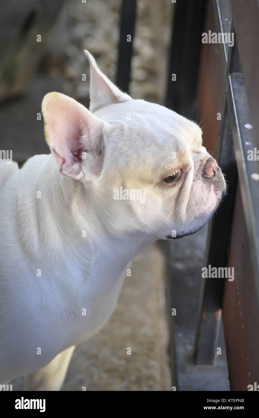 absent-minded dog or French bulldog on the floor Stock Photo - Alamy